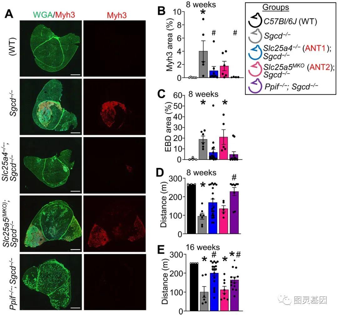 Sci Adv | 线粒体膜通透性转换孔（MPTP）在细胞死亡中的作用 - 知乎