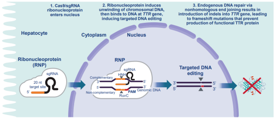 LNP递送CRISPR-mRNA在体基因编辑的最新应用盘点 - 知乎