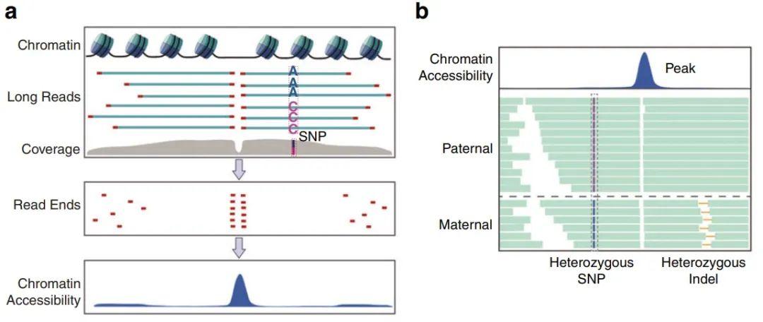 Cell Res | 再取进展！北京大学团队开发基于三代测序检测单细胞染色质可及性技术 - 知乎