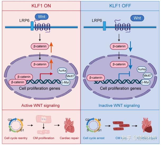 Adv. Sci.IF14.3|华中科技大学同济医学院附属协和医院揭示KLF1促进心肌细胞增殖和心脏再生的作用机制 - 知乎