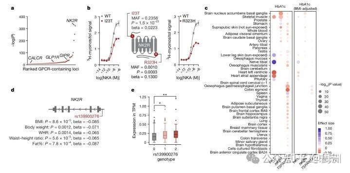 Nature：「NK2R」（神经激肽2受体）改善二型糖尿病（T2D）兼顾减重【新靶点】 - 知乎