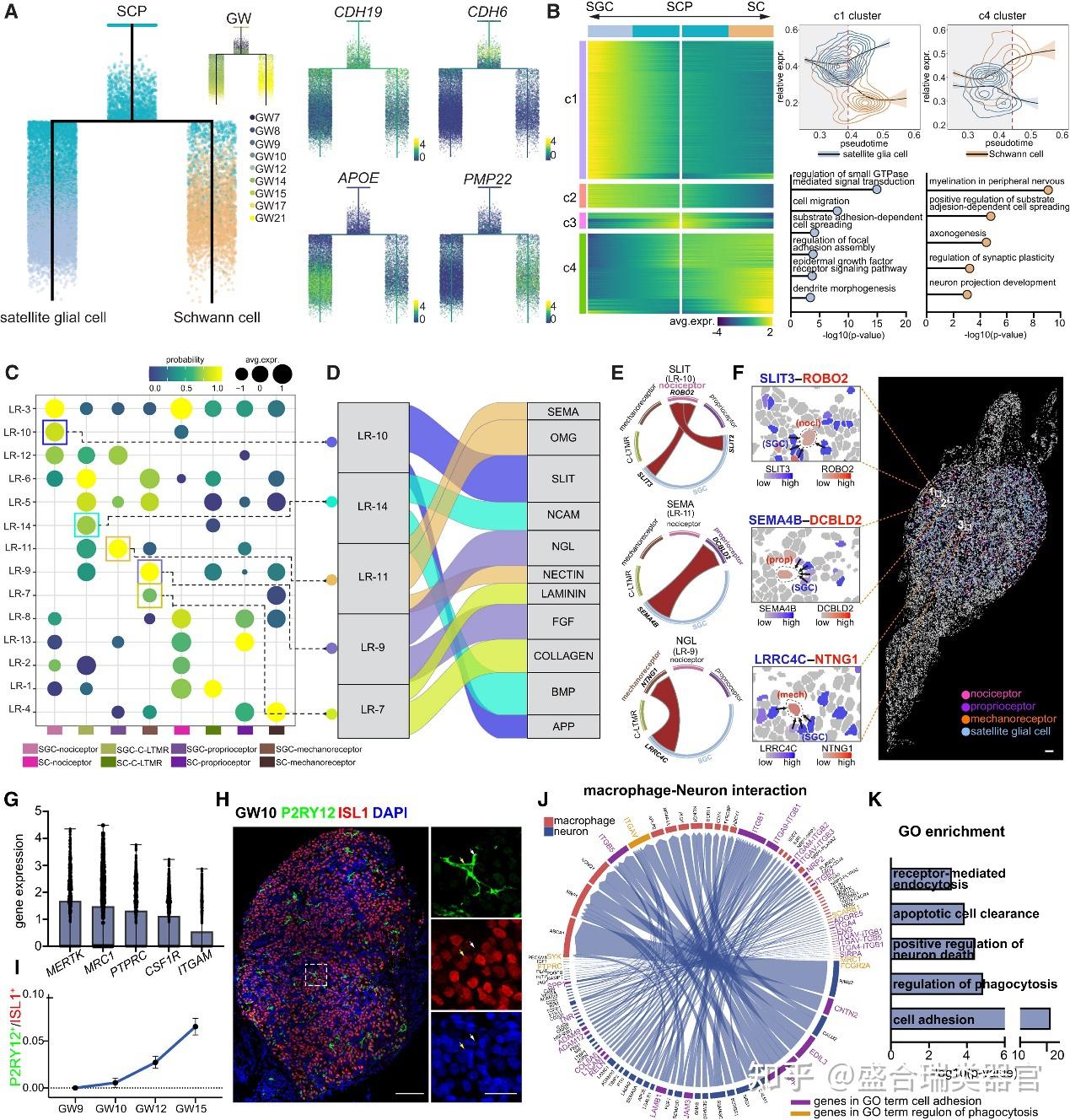 最新Cell！中科院团队建立背根神经节类器官系统模拟人类DRG发育 - 知乎