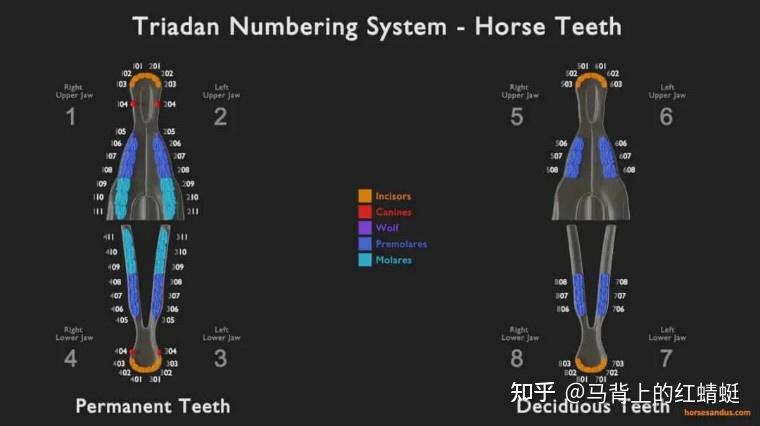 【科普】马牙齿的命名系统-Triadan Tooth Numbering System - 知乎