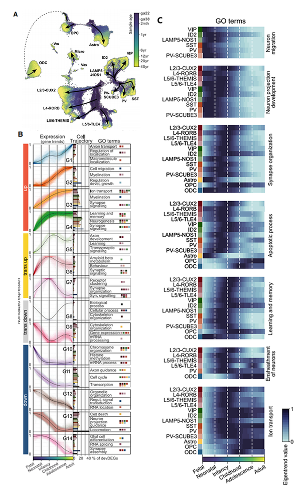 Cell带您看单细胞技术揭示人类前额叶皮层基因调控动态 - 知乎