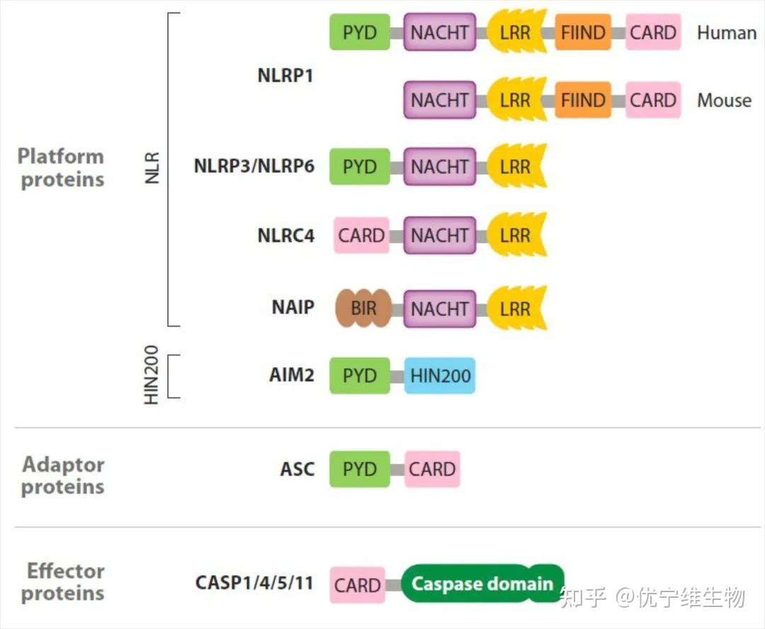 【小优细节君】 炎症小体NLRP3如何做好？ - 知乎