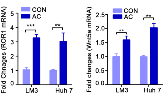 文献精读{酸+转移}：肿瘤干细胞成球实验 - 知乎