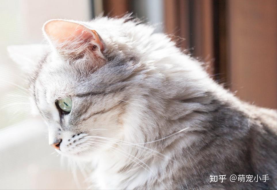 揭秘:猫咪发情到底有多 可怕”? 知乎