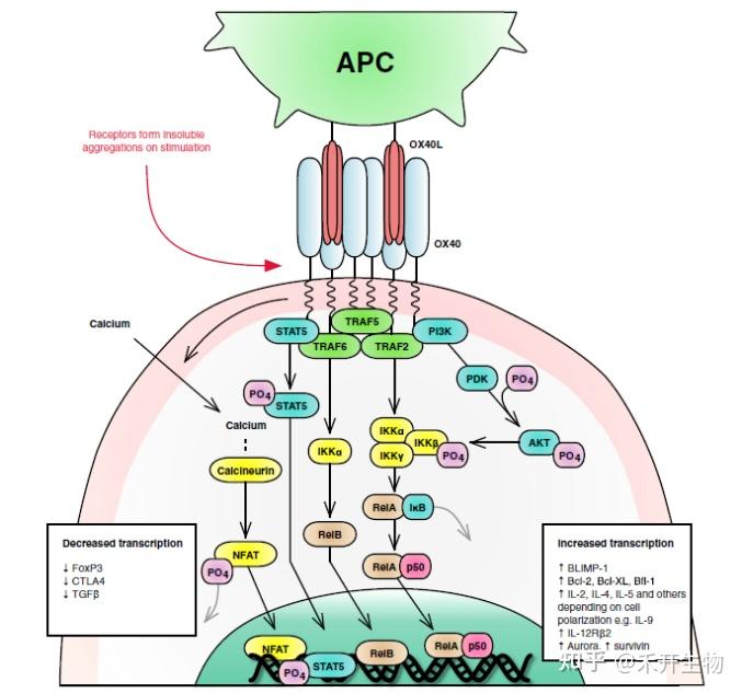 小禾说 | 自身免疫疾病靶点与模型系列(15)——OX40：藏在免疫系统里的 “神秘开关” - 知乎