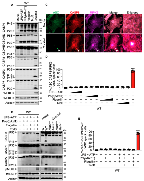 CMI丨综合 NLRP3、AIM2、NLRC4、Pyrin 炎症小体的激活和组装驱动 PANoptosis - 知乎