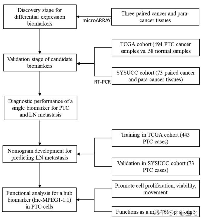非编码RNA: lncRNA lnc-mpeg1-1促进甲状腺癌细胞的增殖和转移 - 知乎
