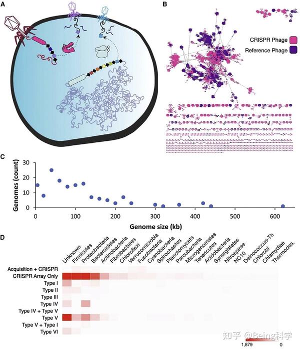 诺奖得主新发现：Casλ作为CRISPR-Cas酶的新来源，其紧凑结构能实现植物和人类细胞基因组编辑 - 知乎