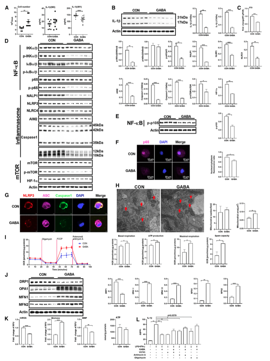 Cell子刊丨GABA 调节巨噬细胞中 IL-1β 的产生 - 知乎