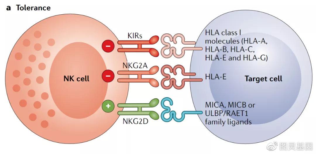 NAT REV| 基于NK细胞的癌症免疫疗法 - 知乎