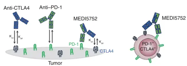 CTLA-4/PD-1双抗生物活性检定：双靶点报告基因法 - 知乎