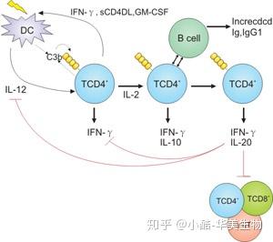 补体激活调节剂CD46 - 知乎