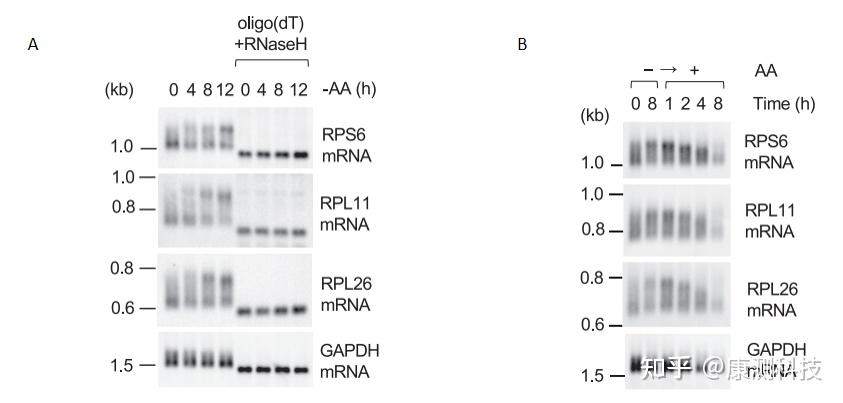 mTOR和LARP1如何调控TOP mRNA的poly(A)尾长度和核糖体装载？nanopore direct RNA sequencing ...