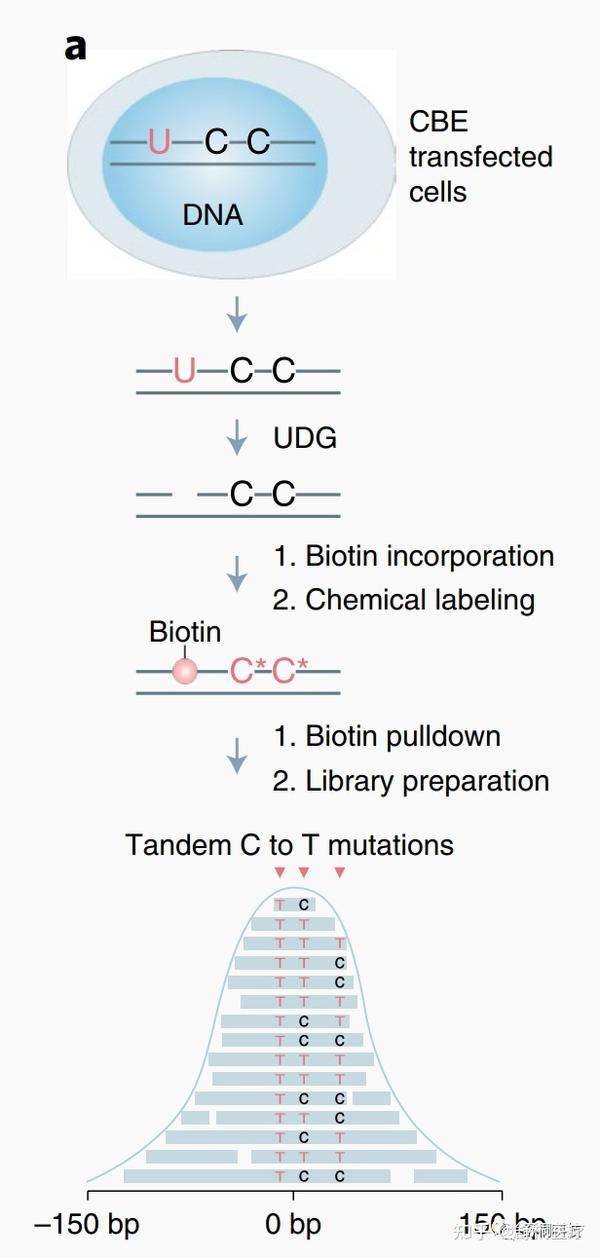 Detect-seq——CBE脱靶检测新技术 - 知乎