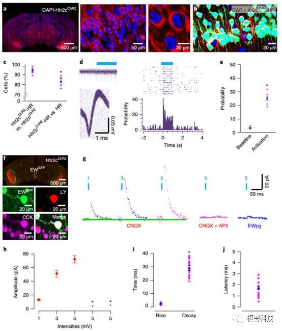 【文献解读】Nature Neuronscience | 注意调控--vCA1 表达Htr2c 受体的神经元到EW CKK 神经元的投射 - 知乎