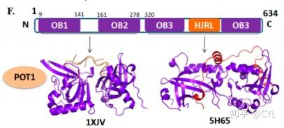 【文献翻译】端粒维持核蛋白Cst/Shelterin复合体的结构特征及其与疾病突变的关系 - 知乎