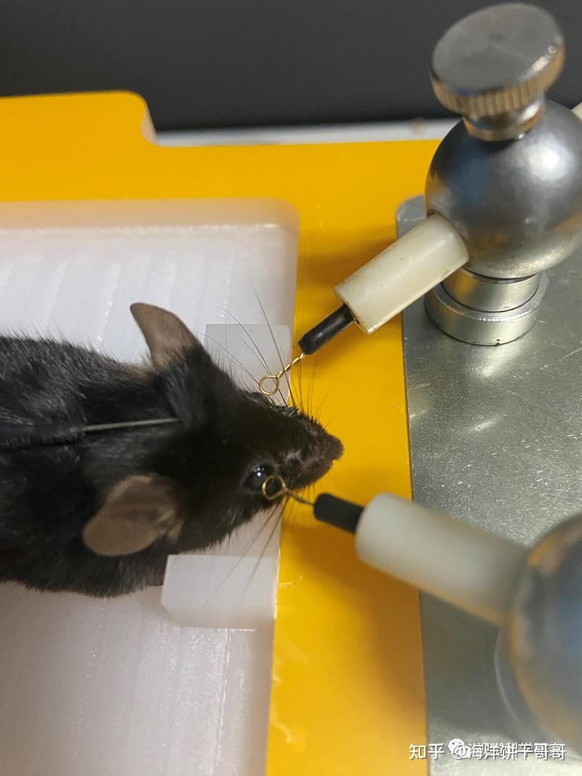 大鼠/小鼠视网膜电图(ERG)记录那些事儿 - 知乎