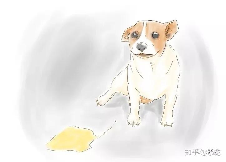 怎么去除家里的狗尿味? 知乎
