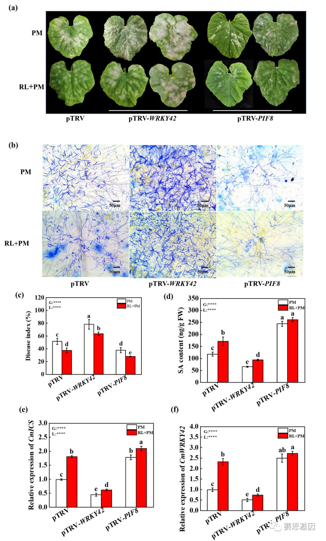 【Plant Cell Environ】PIF8-WRKY42介导水杨酸合成，从而调节甜瓜对白粉病的抗性 - 知乎
