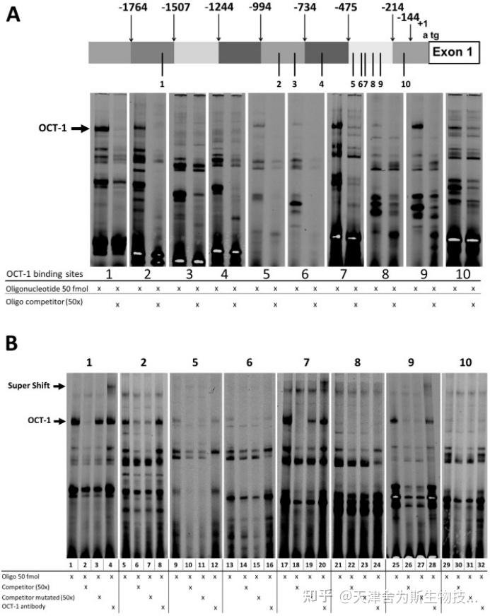 EMSA凝胶阻滞实验原理及报告解析 - 知乎