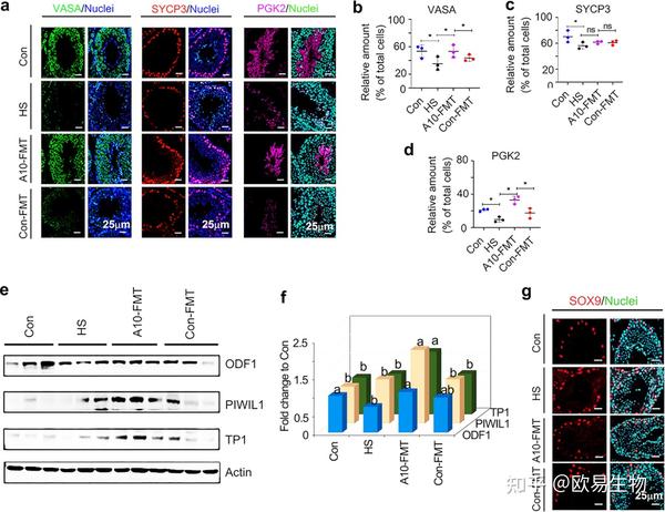 LC-MS非靶向代谢组学探究肠道-睾丸轴：肠道菌群可改善精子质量 - 知乎