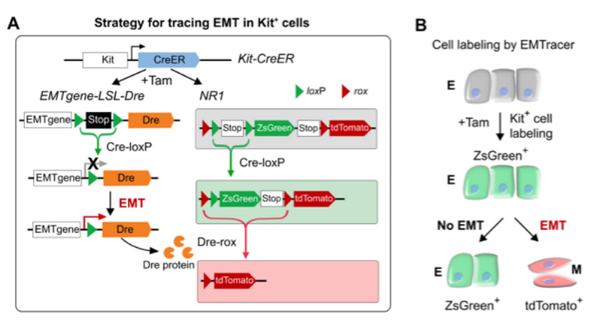 Dev Cell | 周斌研究组利用谱系示踪技术无缝隙捕捉体内肿瘤转移中的EMT过程 - 知乎