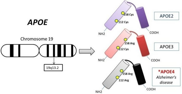 APOE基因检测|| 预防老年痴呆 - 知乎