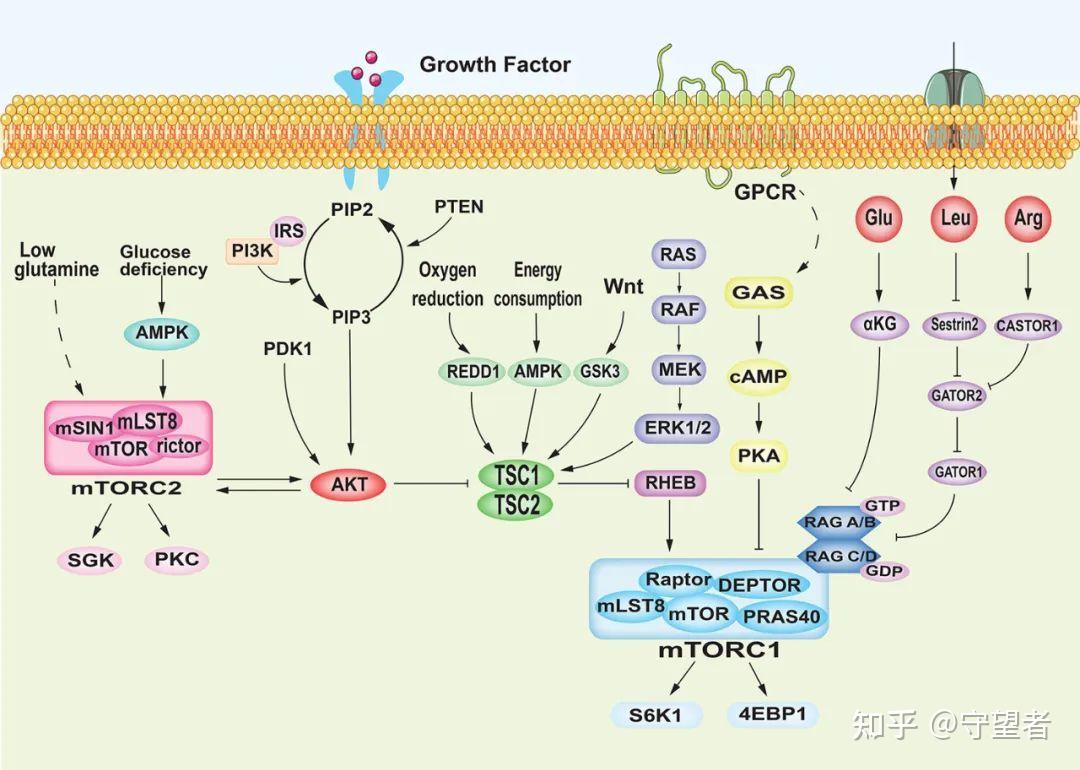 Journal of Agricultural and Food Chemistry：膳食多糖通过靶向mTOR信号通路来预防癌症 - 知乎