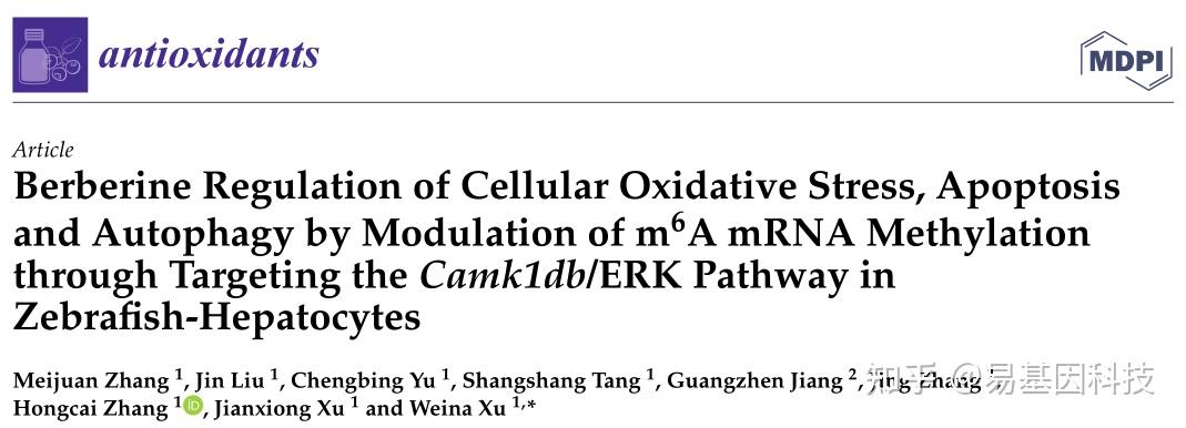 易基因：小檗碱通过介导m6A mRNA甲基化调控斑马鱼肝细胞氧化应激、凋亡和自噬｜科研进展 - 知乎