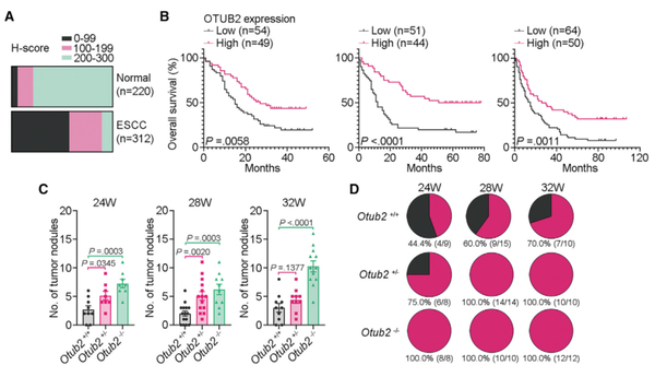 Cell Rep︱刘芝华团队揭示去泛素化酶OTUB2的抑癌机制 - 知乎