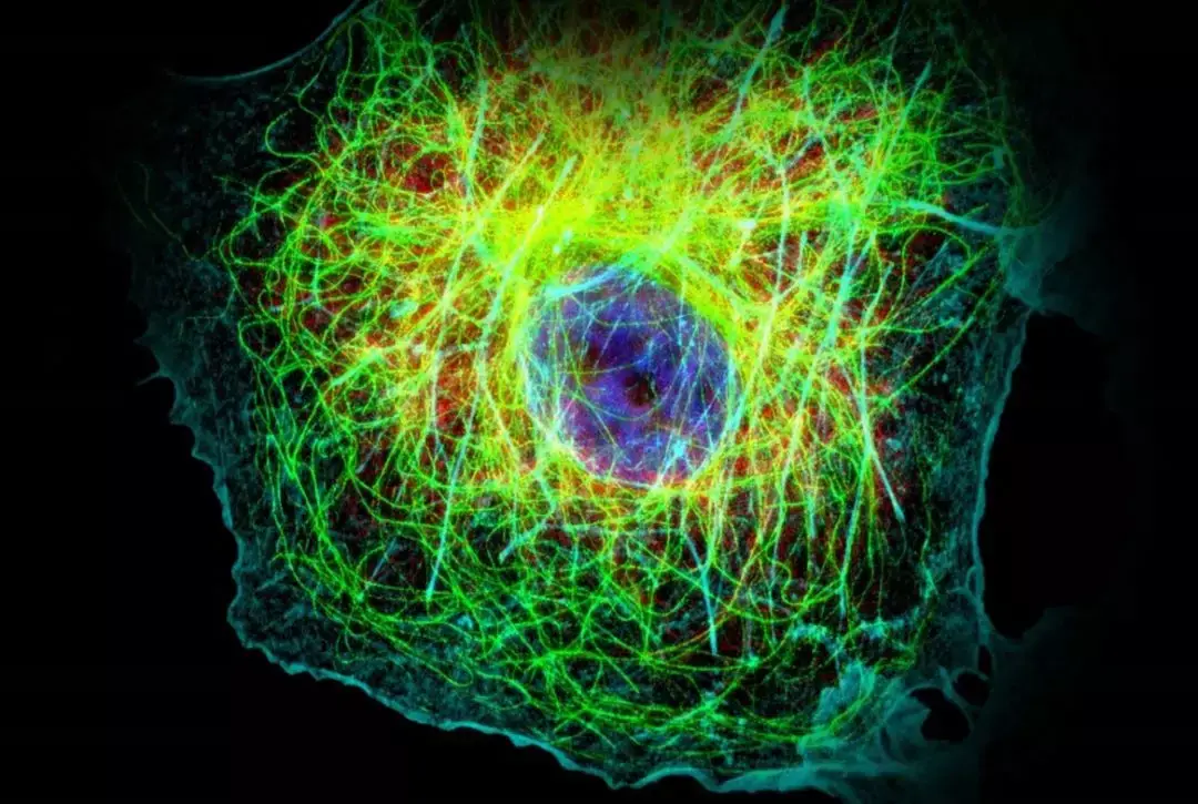 活细胞双色动态超高分辨率成像之STED标记方法 - 知乎