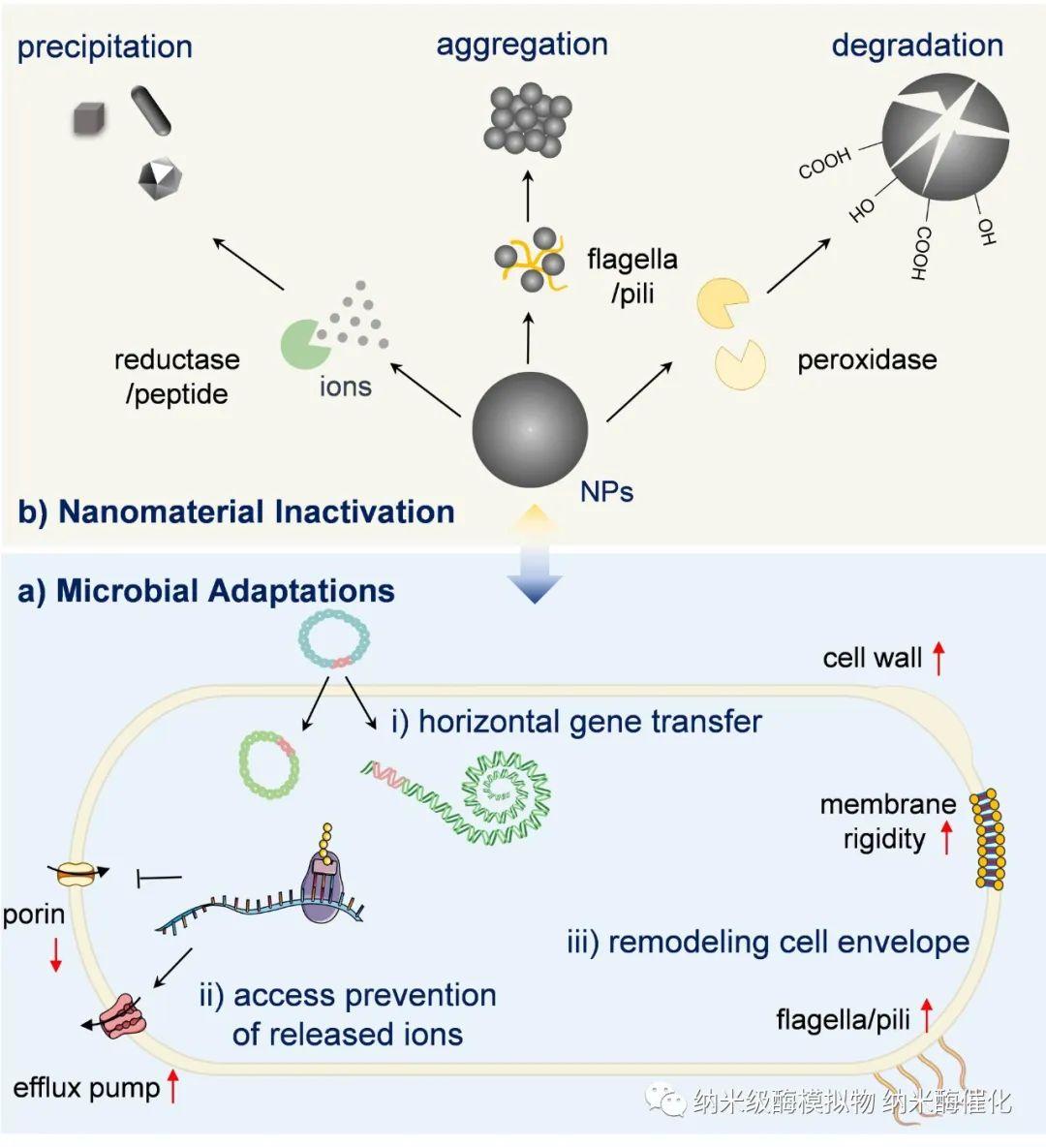 【Angew.Chem.Int.Ed】抗菌纳米材料：机制、对抗菌素耐药性的影响和设计原则|下 - 知乎
