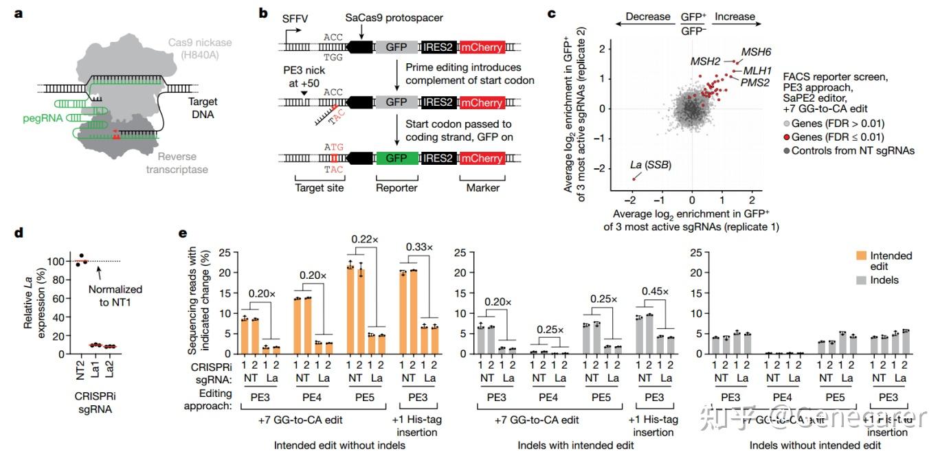 PE7(Primer editor 7)显著提高先导编辑效率！！ - 知乎