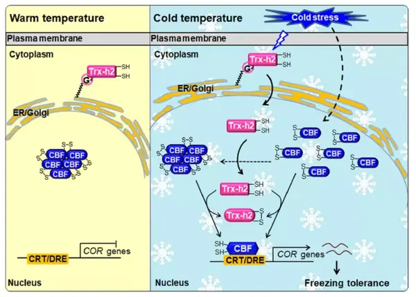 Nature Plants | 植物低温响应转录因子CBF调控植物耐冷性的新机制 - 知乎