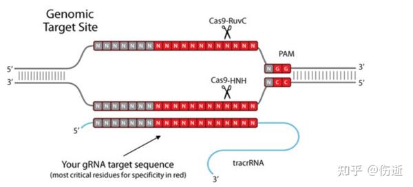 基因编辑技术CRISPR-Cas的“前世今生” - 知乎