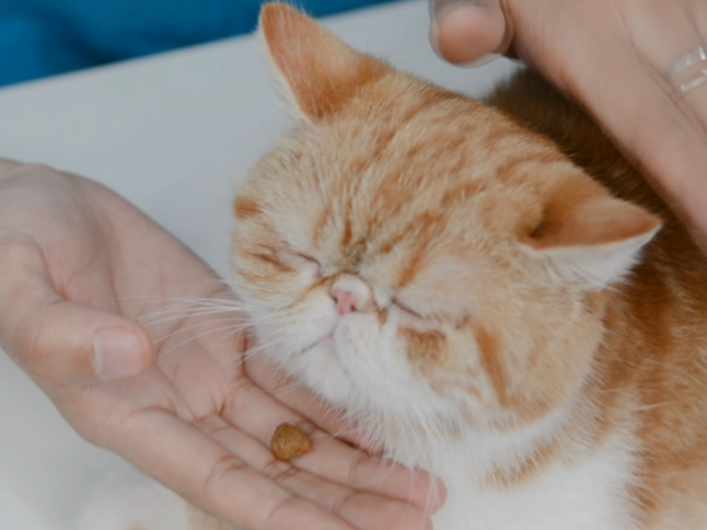 怎么给猫咪喂药? 知乎