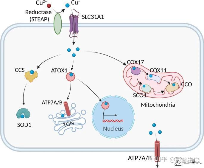 SCI | 铜稳态和铜死亡相关最新研究进展 - 知乎