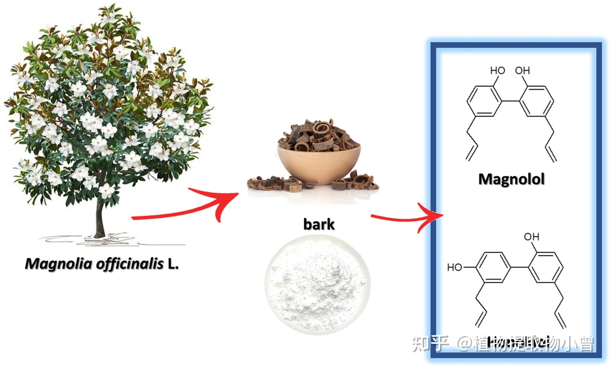 厚朴树皮提取物（Magnolia Bark Extract）的介绍 - 知乎