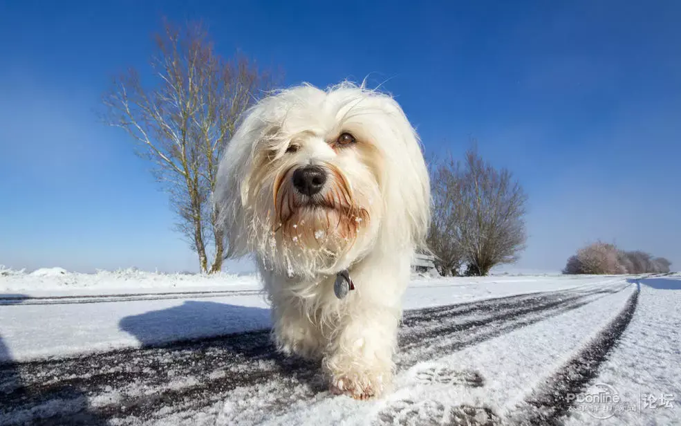每日一宠：哈瓦那犬 - 知乎