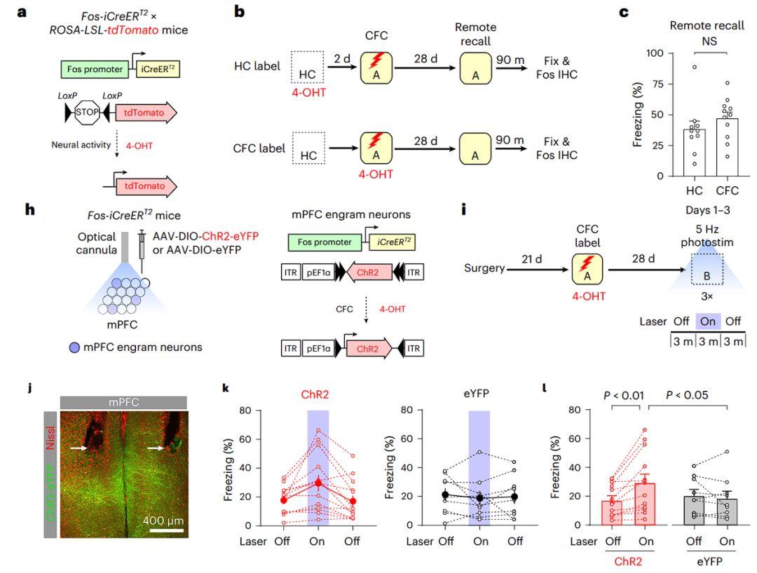 一朝被蛇咬十年怕井绳，研究揭示远程情境记忆的新皮层突触印记 - 知乎
