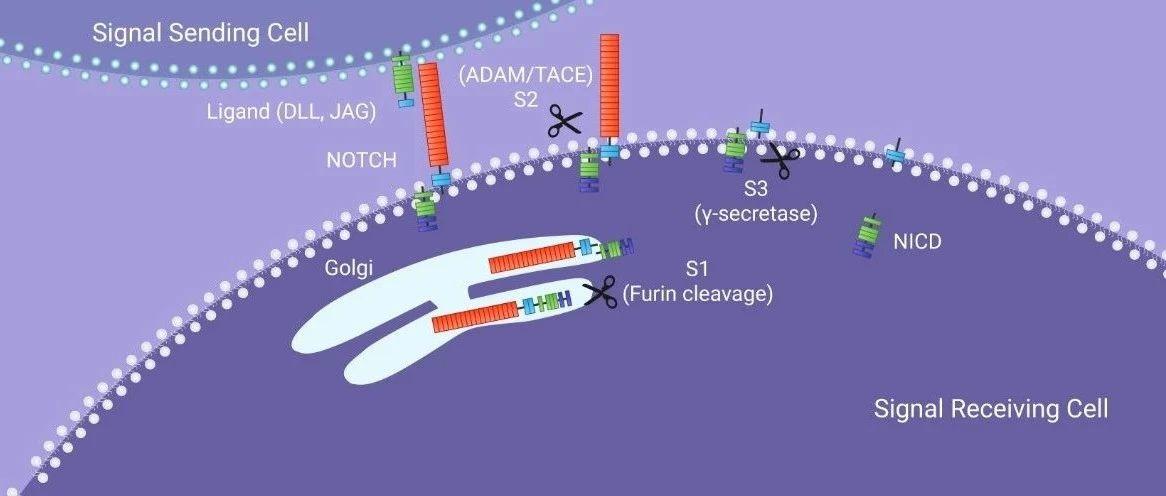 Notch 信号通路的抑制剂、检测 | MedChemExpress - 知乎