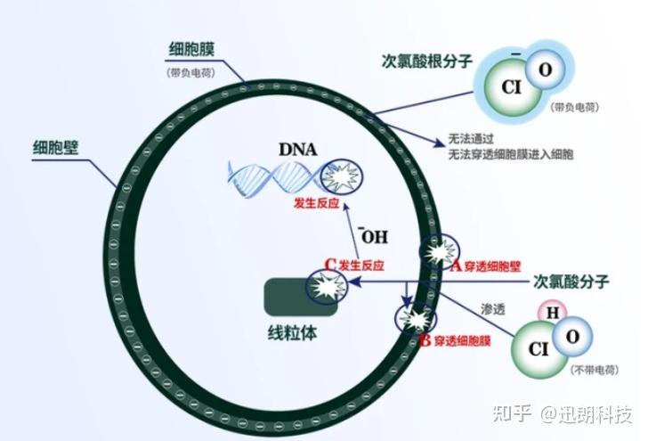 最强科普：次氯酸（HCLO）和次氯酸钠（NaClO）最全讲解 - 知乎