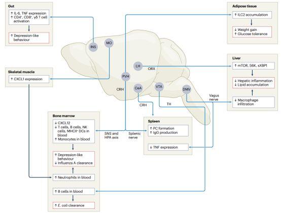 Nat Rev Neurosci 重要综述：应激状态下，中枢--外周免疫的调控 - 知乎