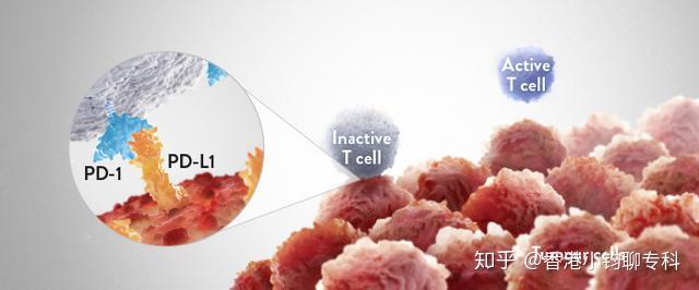 有关PD-L1的多种探索！ - 知乎