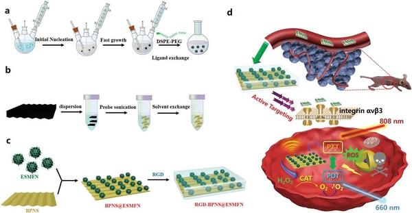【Adv.Healthcare Mater】PTT-PDT 自协同肿瘤光疗的温度依赖性CAT样RGD-BPNS@SMFN纳米平台 - 知乎