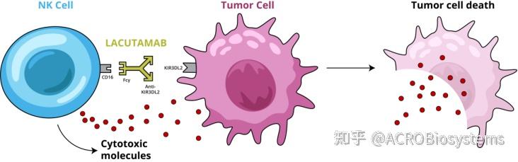 NK细胞表面免疫检查点受体KIRs知多少 - 知乎