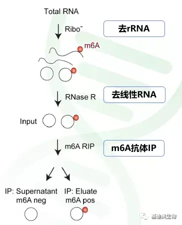 如何分析m6A环状RNA？这里有提炼好的策略！ - 知乎